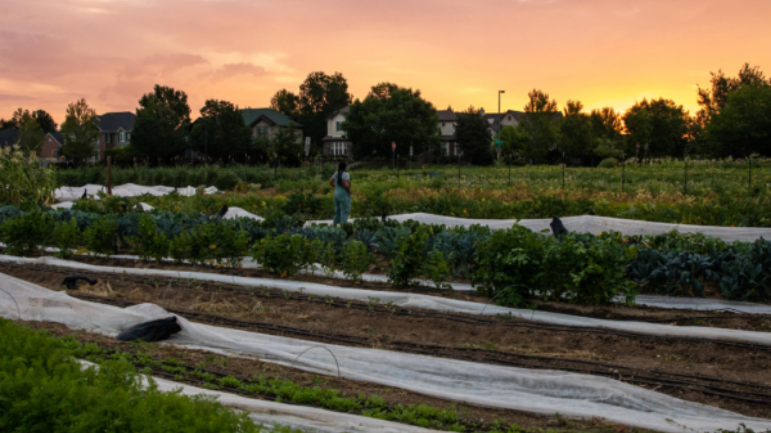 Leveraging Resources to Address Issues of Food Justice and Environmental Racism | Repair the World